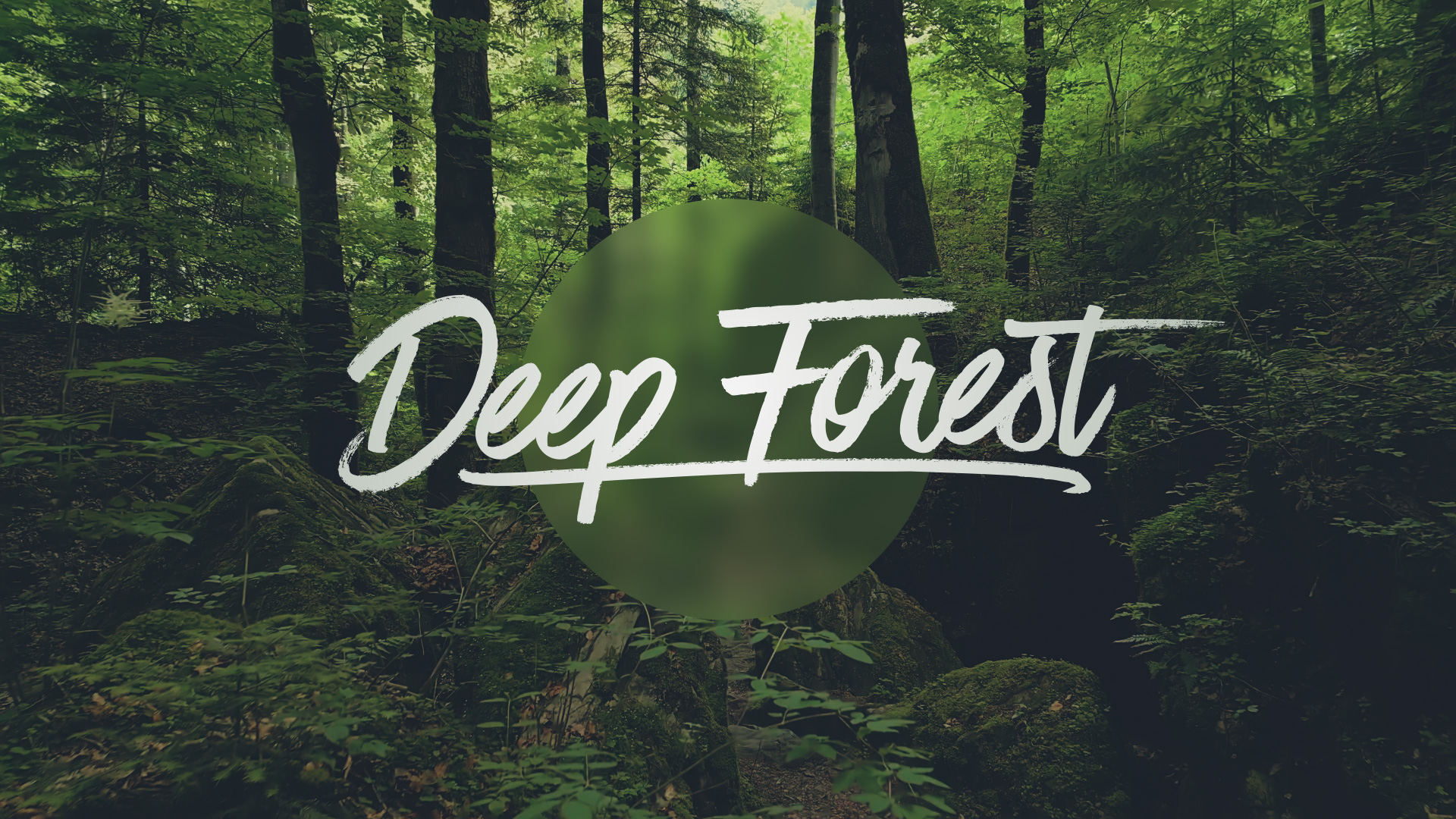 Deep Forest Woodland Floor Teal Circle | Motion Worship | WorshipHouse Media