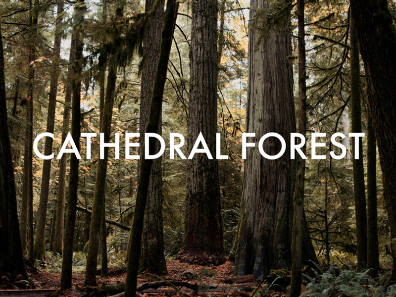 Cathedral Forest Canada