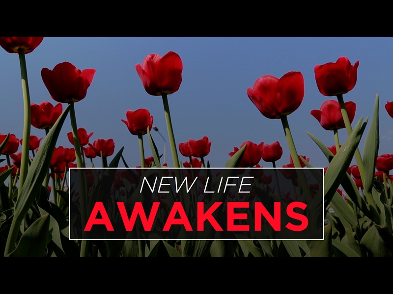 New Life Awakens | James Grocho | WorshipHouse Media
