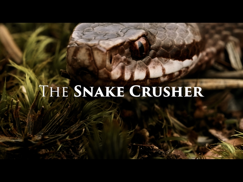 Rype.Tv Mega Bundle | Rype.tv | WorshipHouse Media