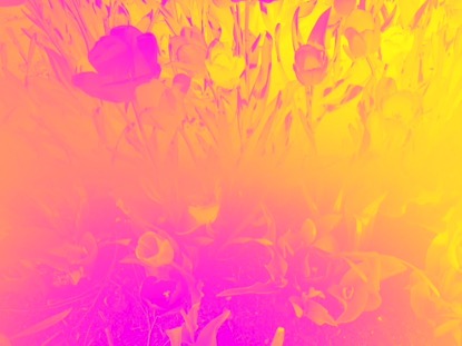 Radiant Gradient Flowers 04 | Centerline New Media | Playback Media Store