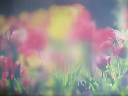 Spring Journey 15 | Centerline New Media | Playback Media Store