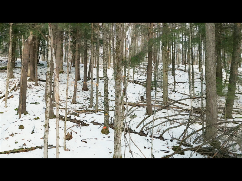 Winter Woods Service Pack | Centerline New Media | Playback Media Store