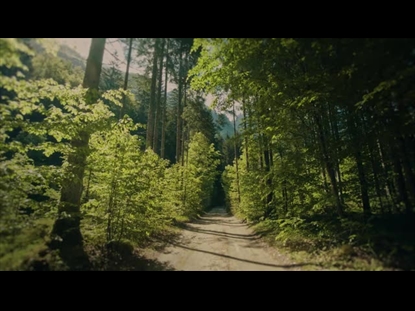 Renew Dappled Forest | Dan Stevers | WorshipHouse Media