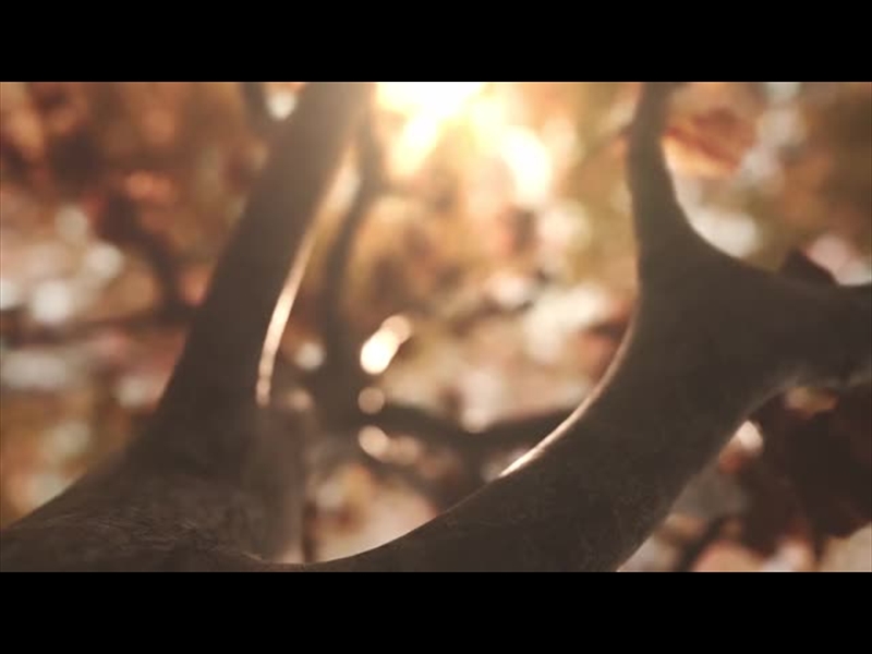 Harvest Tree 01 | Grace & Glory Worship | WorshipHouse Media