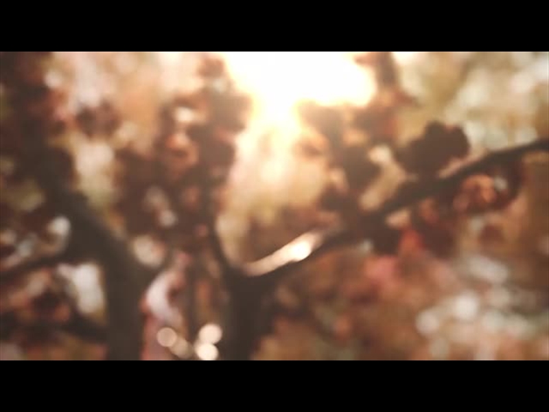 Harvest Tree 02 | Grace & Glory Worship | WorshipHouse Media