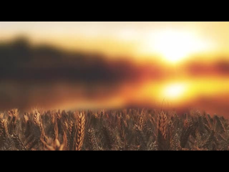 Harvest Wheat 01 | Grace & Glory Worship | WorshipHouse Media