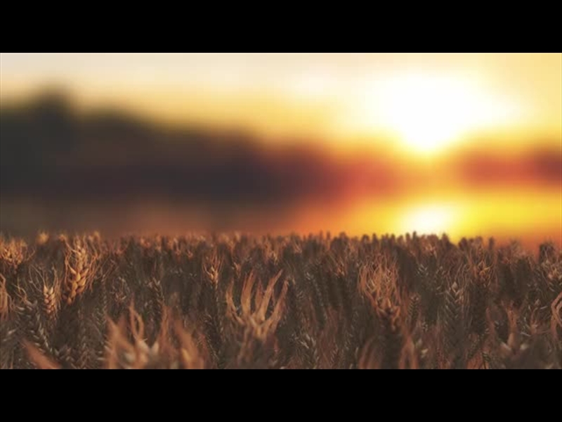 Harvest Wheat 02 | Grace & Glory Worship | WorshipHouse Media