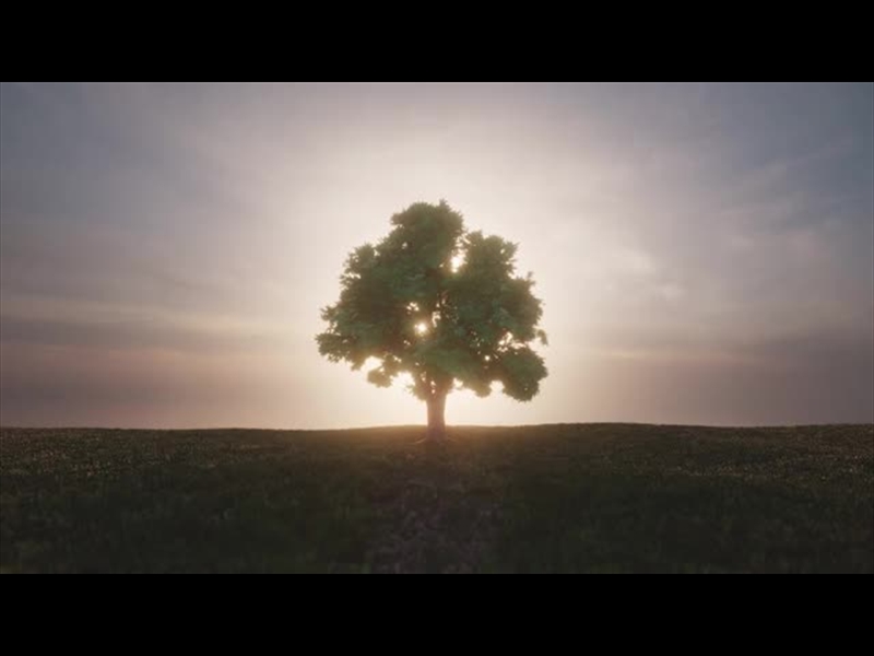 His Plan Is Perfect: Tree | Grace & Glory Worship | WorshipHouse Media
