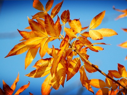 Fall Leaves Long Loop | Hyper Pixels Media | Playback Media Store