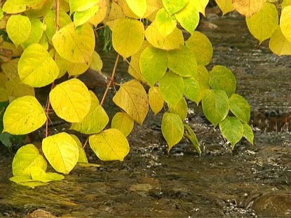 Golden Cascade | ImageVine | WorshipHouse Media