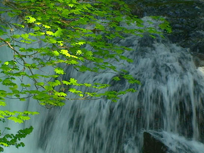 Maple Falls | ImageVine | WorshipHouse Media