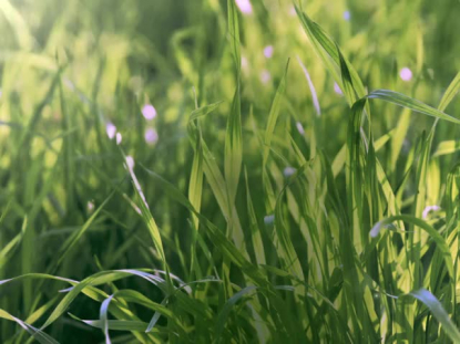Spring Green Field | Igniter Media | WorshipHouse Media