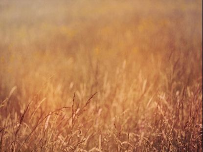 Amber Fields 3 | Life Scribe Media | WorshipHouse Media