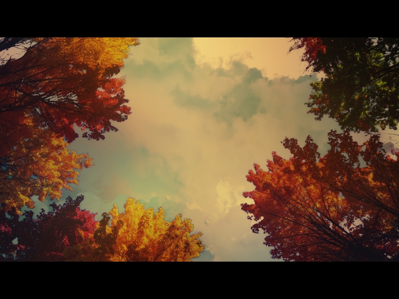 Fall Trees 4 | Life Scribe Media | WorshipHouse Media
