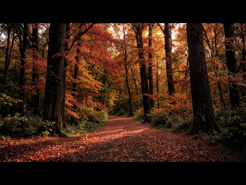 Forest Fall 13 | Life Scribe Media | WorshipHouse Media