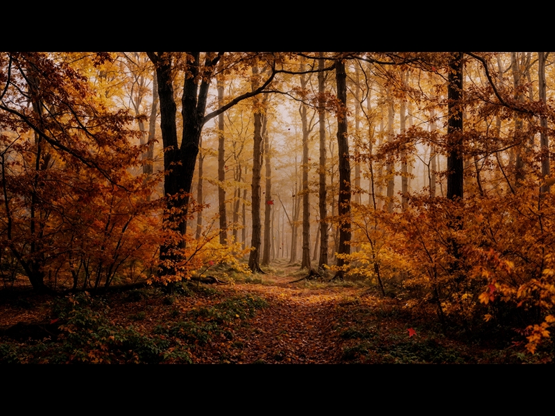 Forest Fall 5 | Life Scribe Media | WorshipHouse Media
