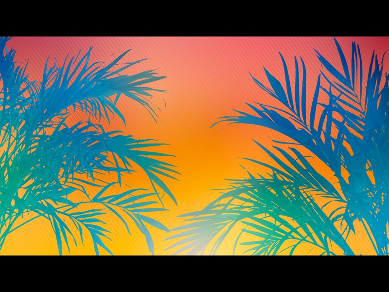 Sun Palms 1 | Life Scribe Media | WorshipHouse Media