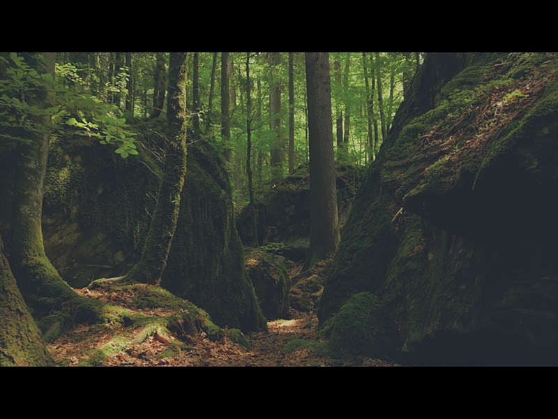 Deep Forest Collection | Motion Worship | WorshipHouse Media