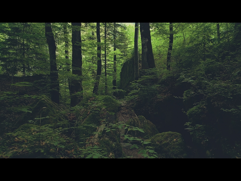 Deep Forest Dense Woods | Motion Worship | WorshipHouse Media