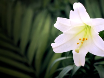 Easter Lily Powerpoint Background