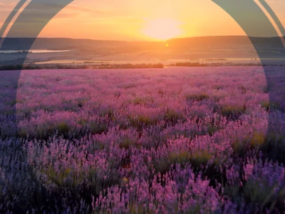 Epic Spring Aerial Flowers | Motion Worship | WorshipHouse Media