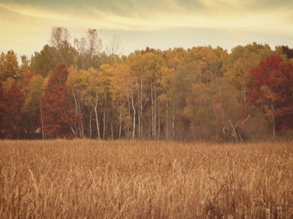Fall Colors Tall Grass | Motion Worship | WorshipHouse Media