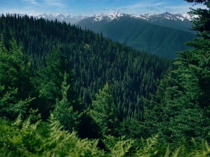 Mountain Pines Rolling Forest | Motion Worship | WorshipHouse Media