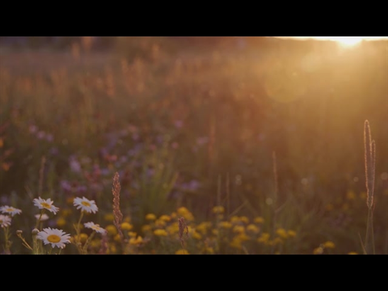 Field Of Wildflowers Sunset