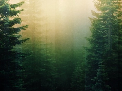 Calming Nature Green Collection | Playback Media | Playback Media Store