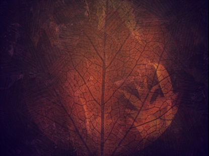 Fall Into Grace Motion 2 | Playback Media | WorshipHouse Media