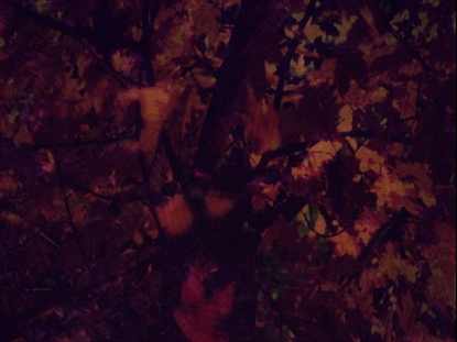 Fall Into Grace Collection | Playback Media | Playback Media Store