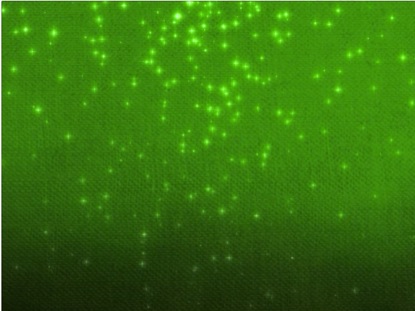 sparkle green screen