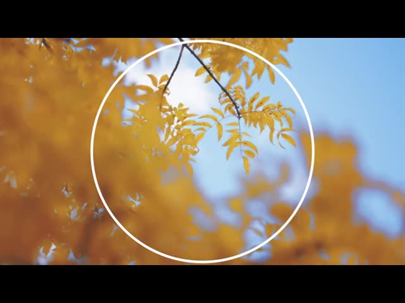 Fall Shadow Loop 1 | Timber & Pearl | WorshipHouse Media