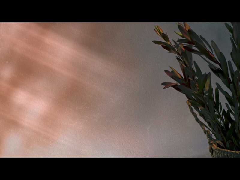 Flourish Collection | Timber & Pearl | WorshipHouse Media