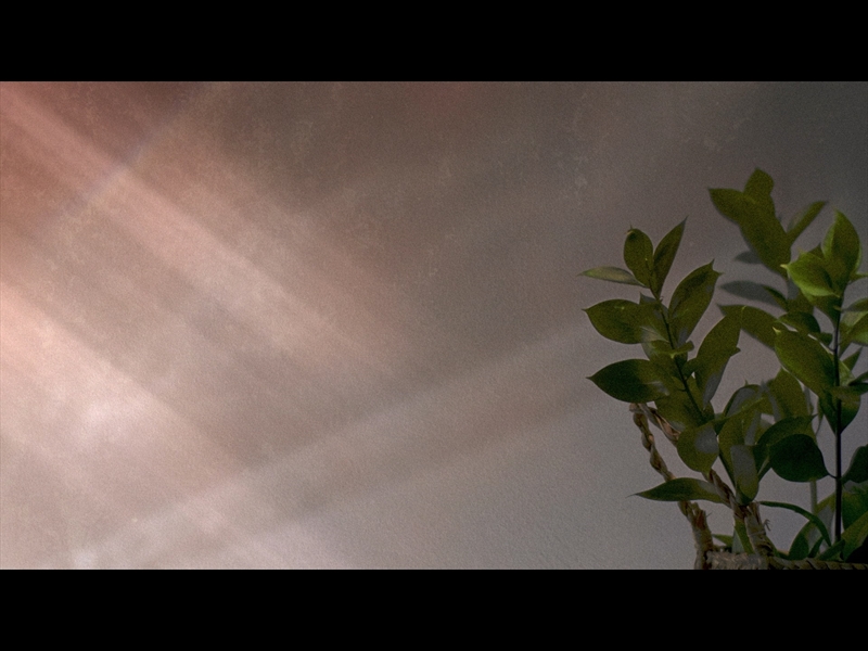 Flourish Collection | Timber & Pearl | WorshipHouse Media