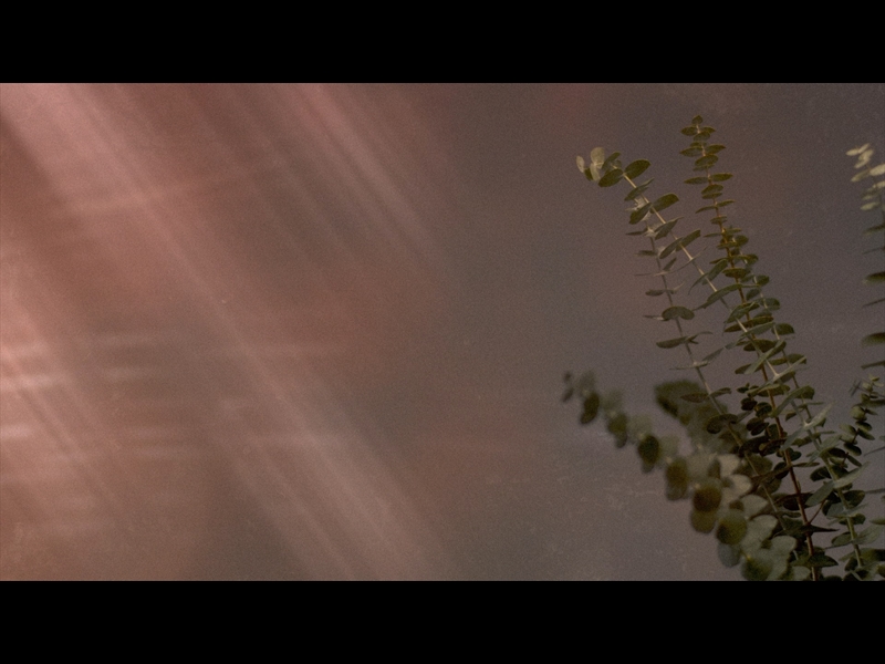 Flourish Collection | Timber & Pearl | WorshipHouse Media