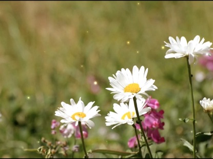 Moving Images Of Flowers