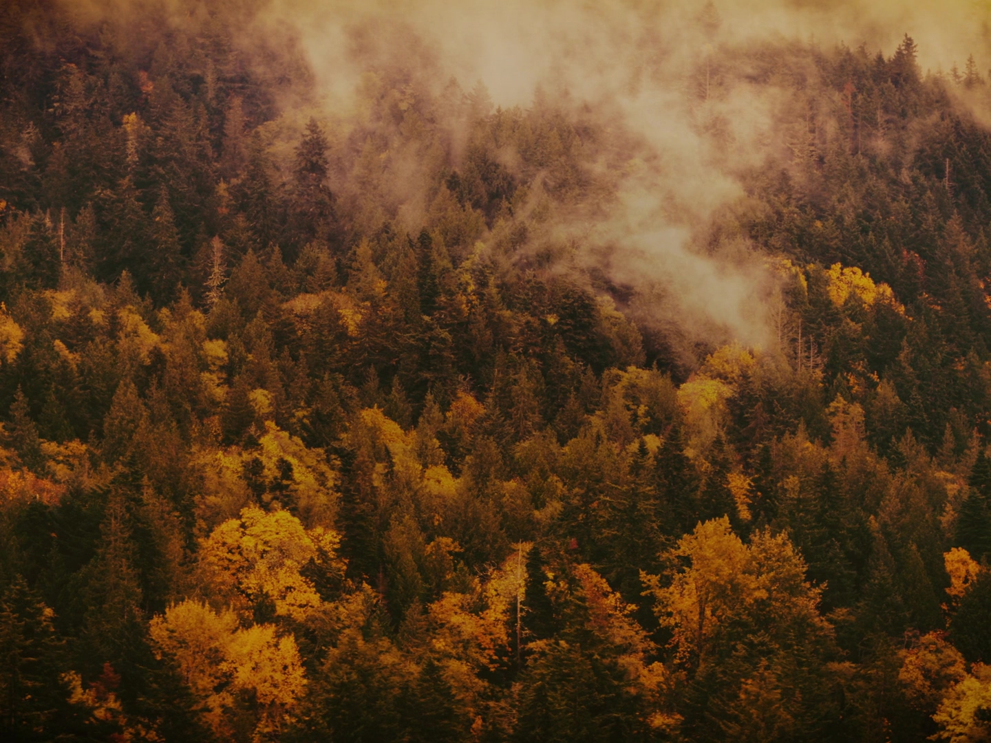 Unlimited Nature Motion Backgrounds & Loops | Playback Media Store