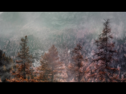 Deep Autumn Treeline | Shift Worship | WorshipHouse Media