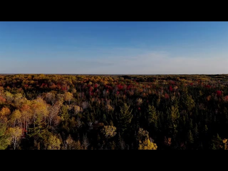 Fall Foliage 02 | Shift Worship | Playback Media Store