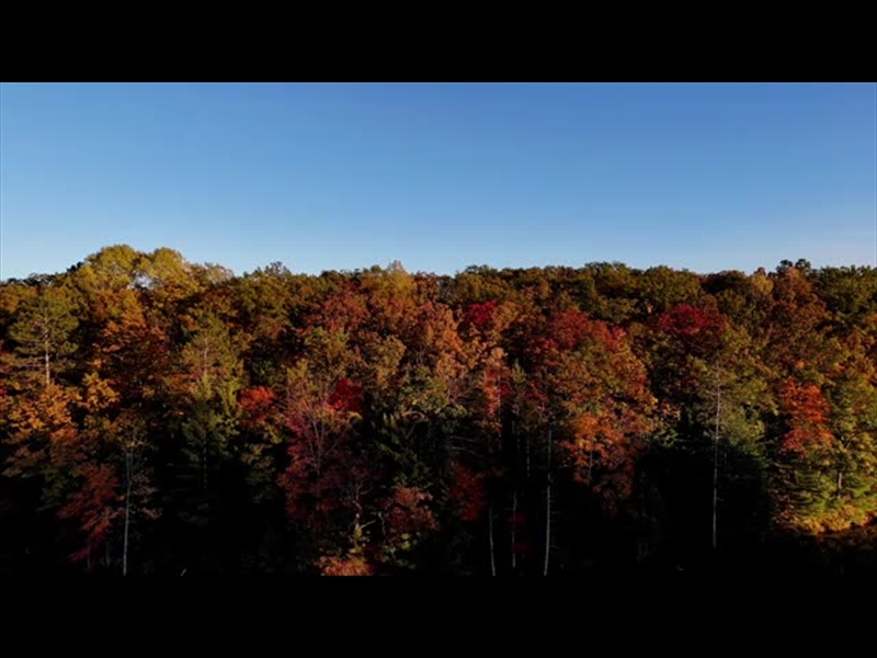 Fall Foliage Collection | Shift Worship | Playback Media Store