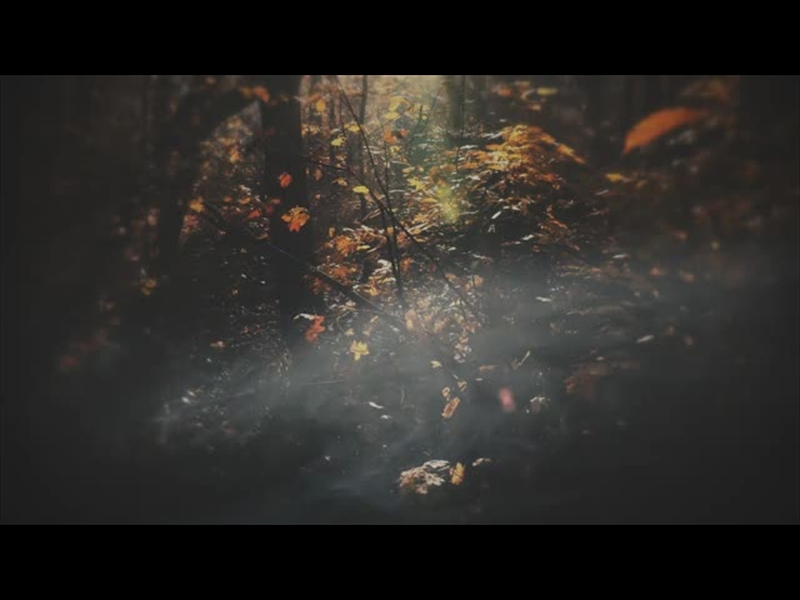 Moody Autumn Overgrowth | Shift Worship | WorshipHouse Media