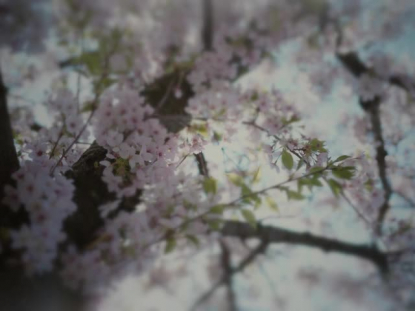 Muted Spring Bloom | Shift Worship | Playback Media Store
