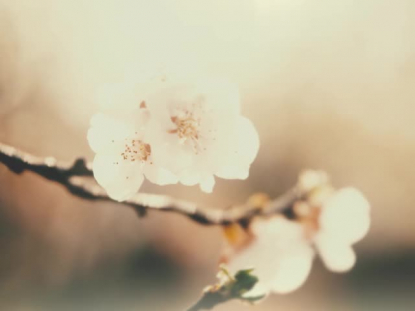 Muted Spring Collection | Shift Worship | Playback Media Store