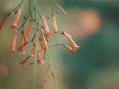 Muted Spring Life | Shift Worship | Playback Media Store