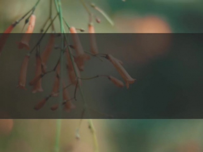 Muted Spring Life Box | Shift Worship | Playback Media Store