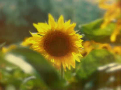 Muted Spring Sunflower | Shift Worship | Playback Media Store