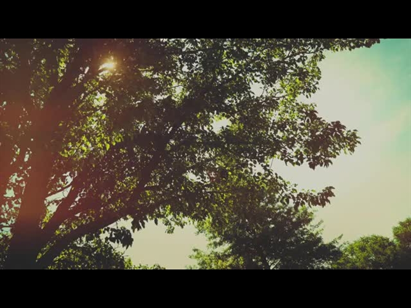 Summer Bright Tree | Shift Worship | WorshipHouse Media