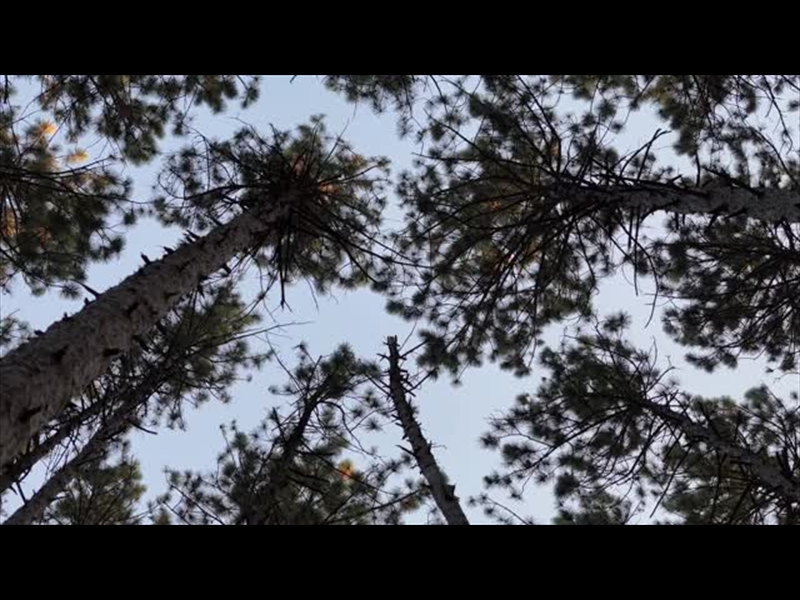 The Forest Collection | Shift Worship | WorshipHouse Media